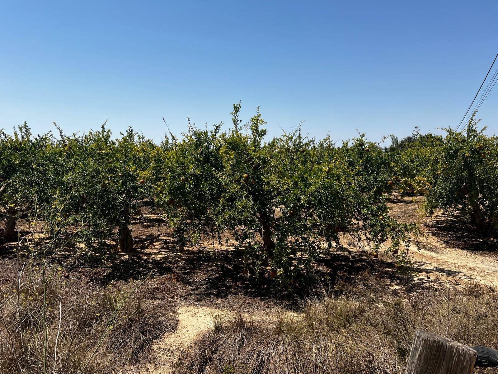 Terreno/Finca Rústica en Valverde, Elche / Elx en venta - 249.000 ...
