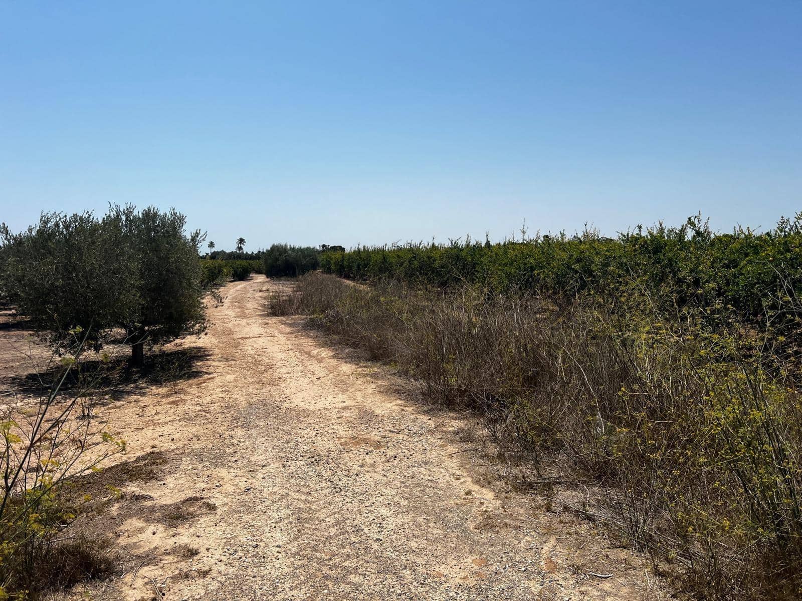 Terreno/Finca Rústica en Valverde, Elche / Elx en venta - 249.000 ...